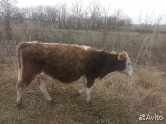 Продается молочная корова стельная