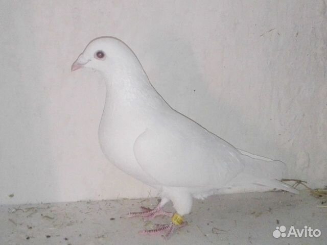Спортивные голуби