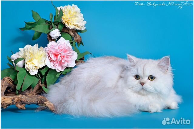 Красотка-чемпион