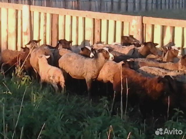 Бараны молодняк на мясо