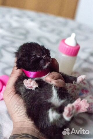 Малышка Фея