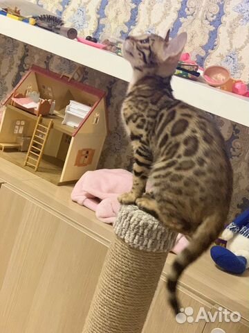 Бенгальская