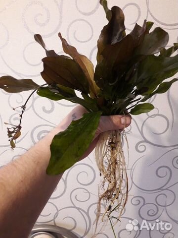 Редкие аквавриумные растения