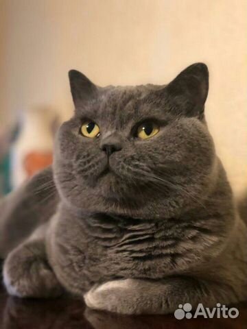 Британская