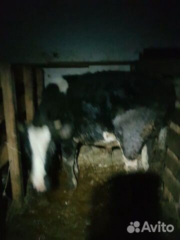 Продам быков