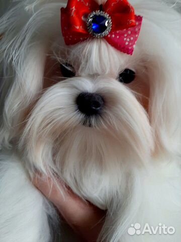 Мальчик мальтезе