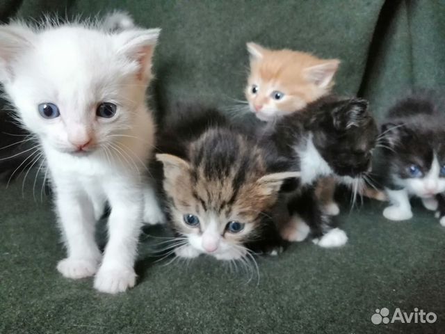 Дети кошачьи только в добрые и надёжные руки