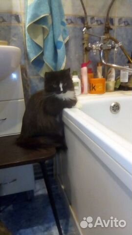 Кошка стерилизованная