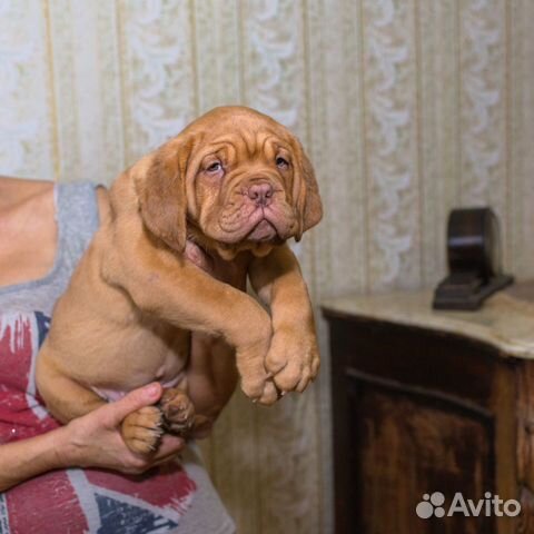 Продаются перспективные щенки французского мастифа