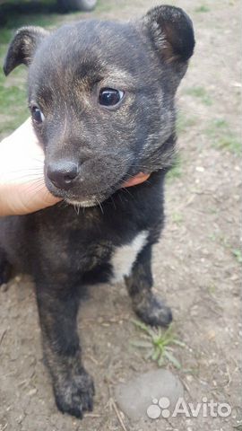 Собака