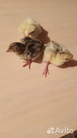 Индюшата разных возрастов