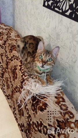 Бенгальские котята