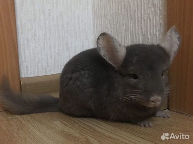 Шеншилла, мальчик