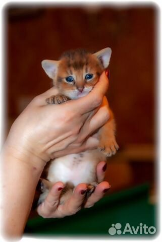 Чаузи ф1 кошечки