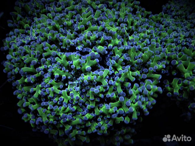 Коралл в морской аквариум Эуфиллия Лягушачья Икра