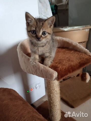 Котенок мальчик
