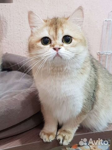 Шотландская кошечка Мокси окраса золотая шиншилла