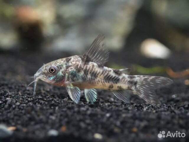 Коридорас крапчатый