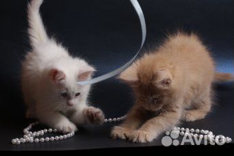 Котята-кунята