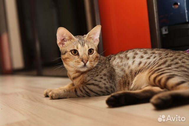 Кот Саванна Ф4 4 месяца Американская линия