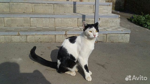 Милые котики