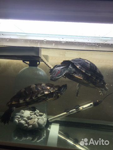 Красноухие черепахи