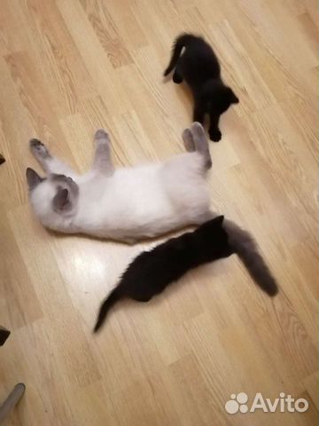 Кошка