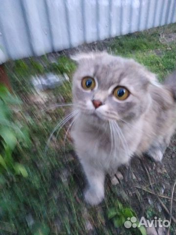 Красивая кошечка в добрые руки