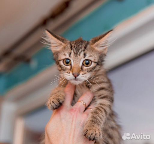 Котята «Шилопопые Пушистики» в дар в добрые руки