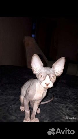 Канадский сфинкс