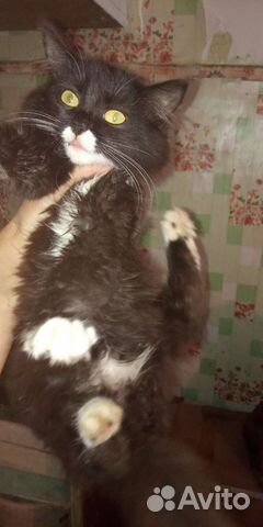 Мать шотландская. отдам отличную мышеловку. 4 меся