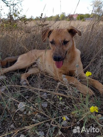 Отдам собаку в хорошие руки