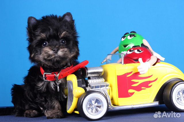 Черный Йорк мини мальчик