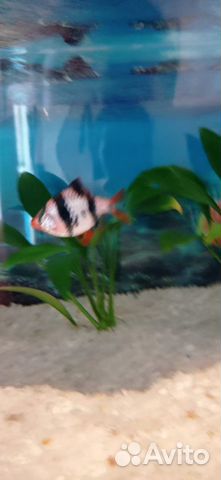 Барбусы 2 шт