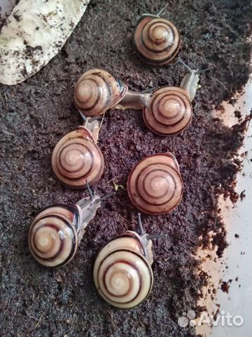 Улитки караколусы