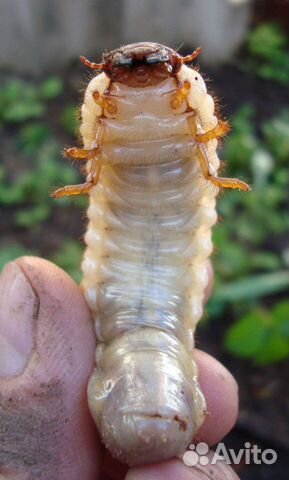 Личинка майского жука