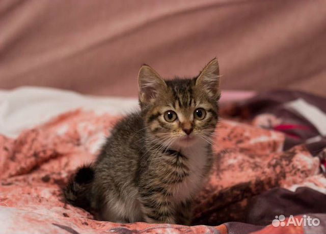 Котенок, девочка, 2 мес. миниатюрная