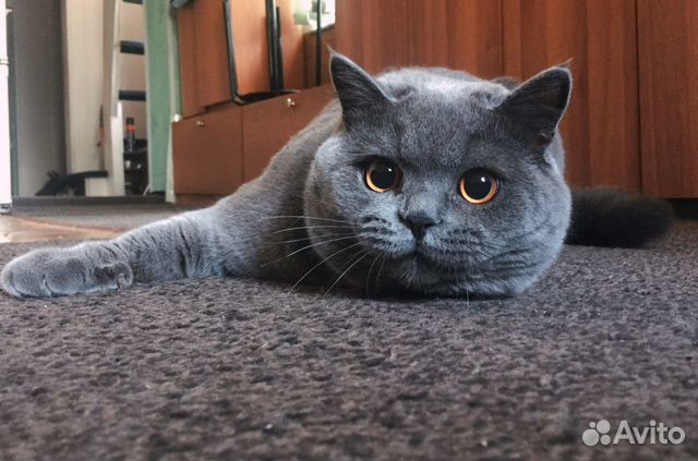 Вязка британского кота бесплатно