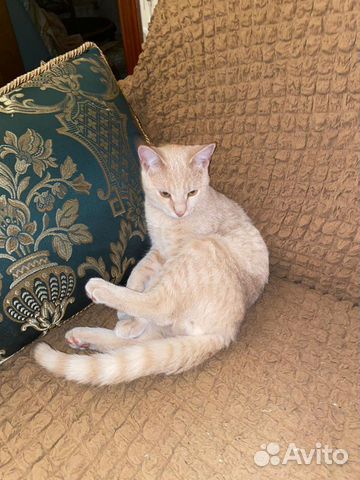 Ищем семью замечательному котенку