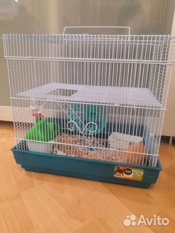 Сирийский хомяк