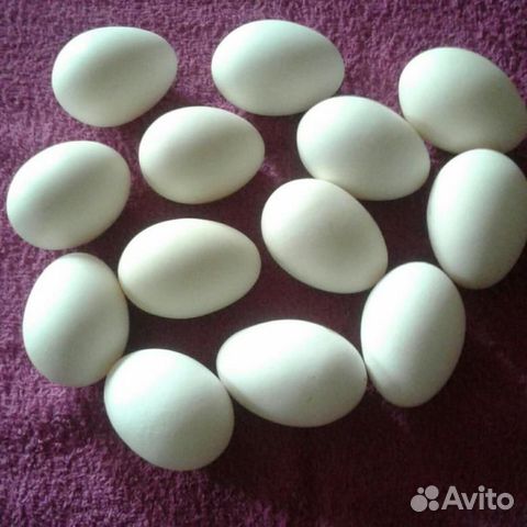 Яйцо цесарки