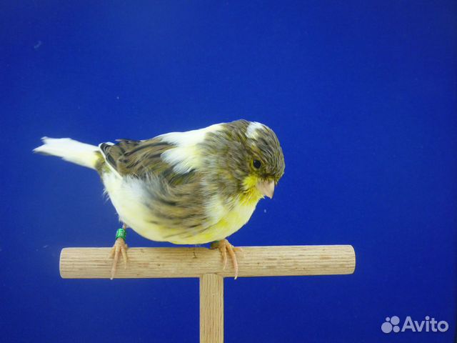 Канарейки породы Глостер