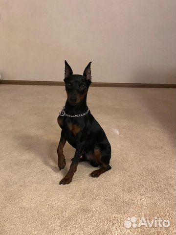 Вязка цвергпинчер