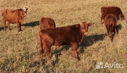 Продажа бычков и тёлочек породы герефорд+калмыцкая