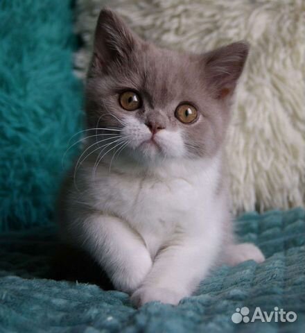 Британский мальчик