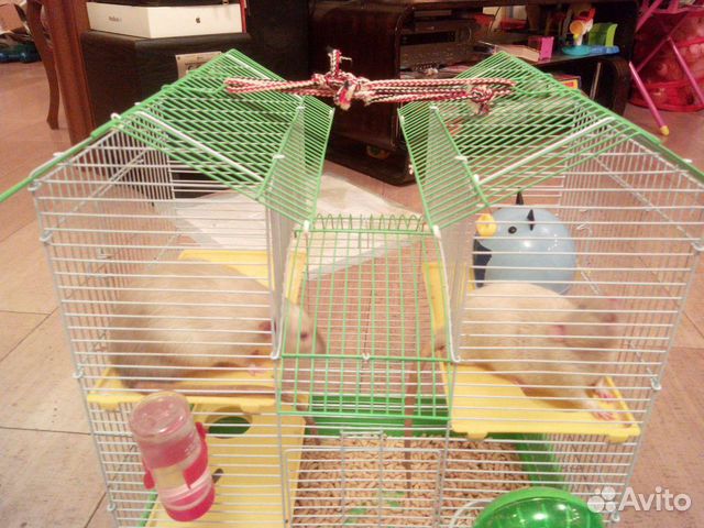 Ручные, домашние крысы "Дамбо"