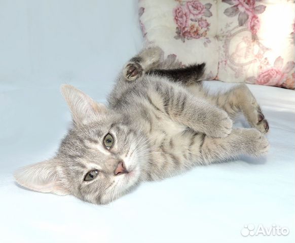 Котенок Софи в добрые руки