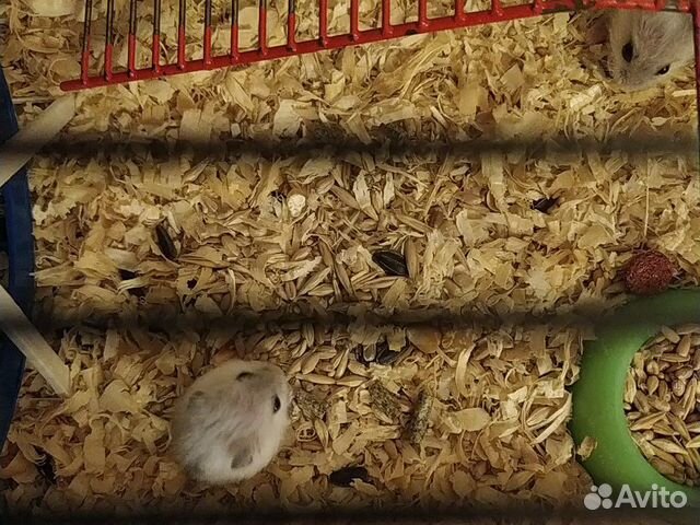 Джунгарики