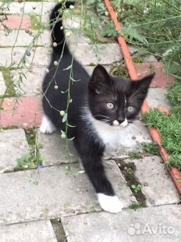 Отдам милого котенка в хорошие руки;)