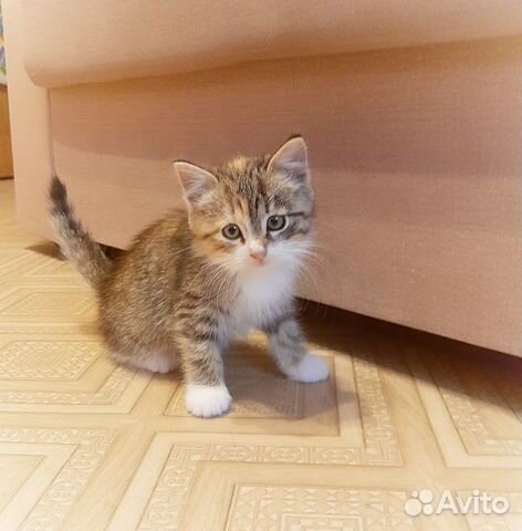 Пушистый котенок бесплатно